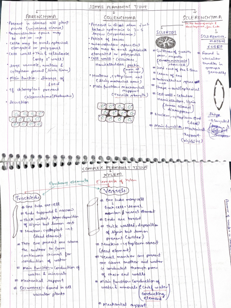 Scanned Document 29-01-25 at 3.40.04 PM Anatomy | PDF