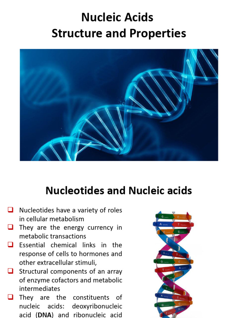 Nucleic Acids: Structure & Roles | PDF | Nucleotides | Nucleic Acids