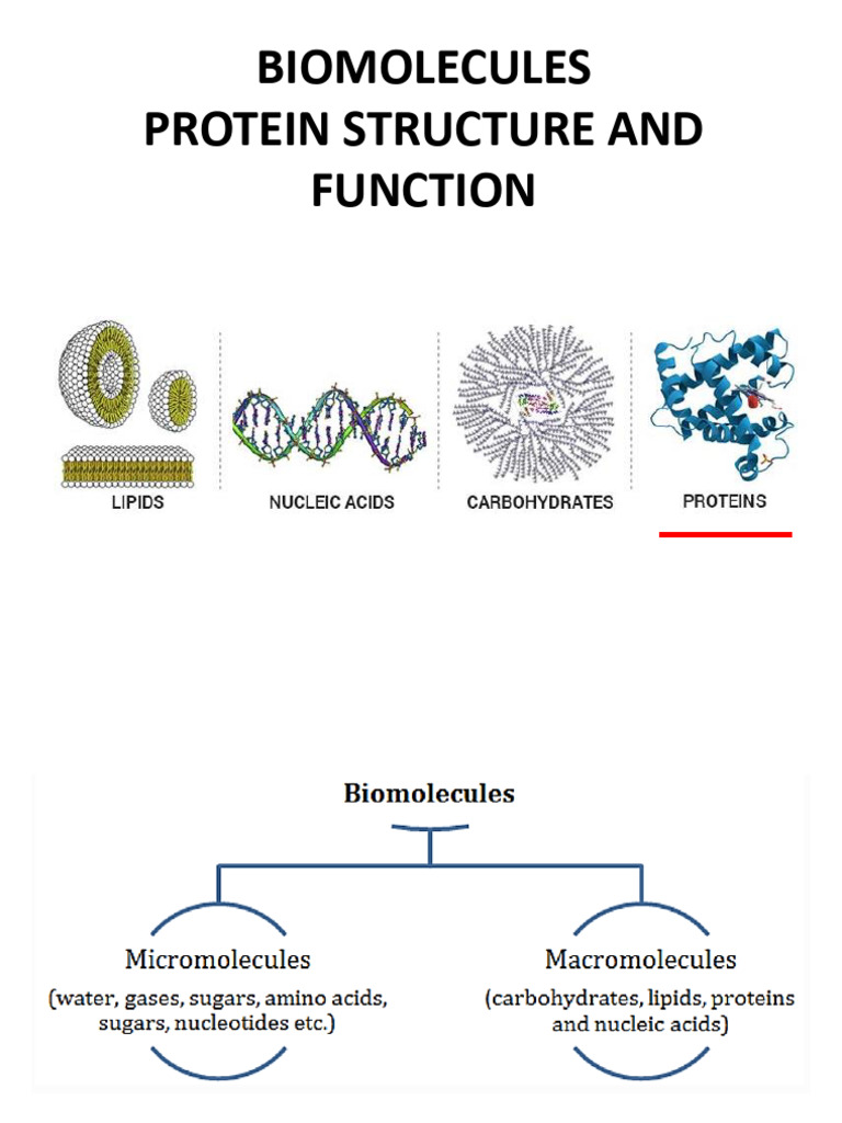 Protein Structure and Function Basics | PDF