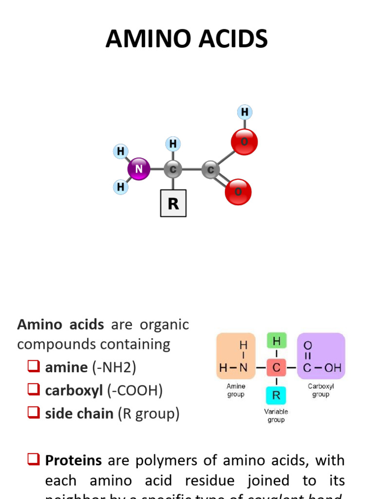 Amino Acids Sturcture and Properties-2022-2023 | PDF | Amino Acid | Amine