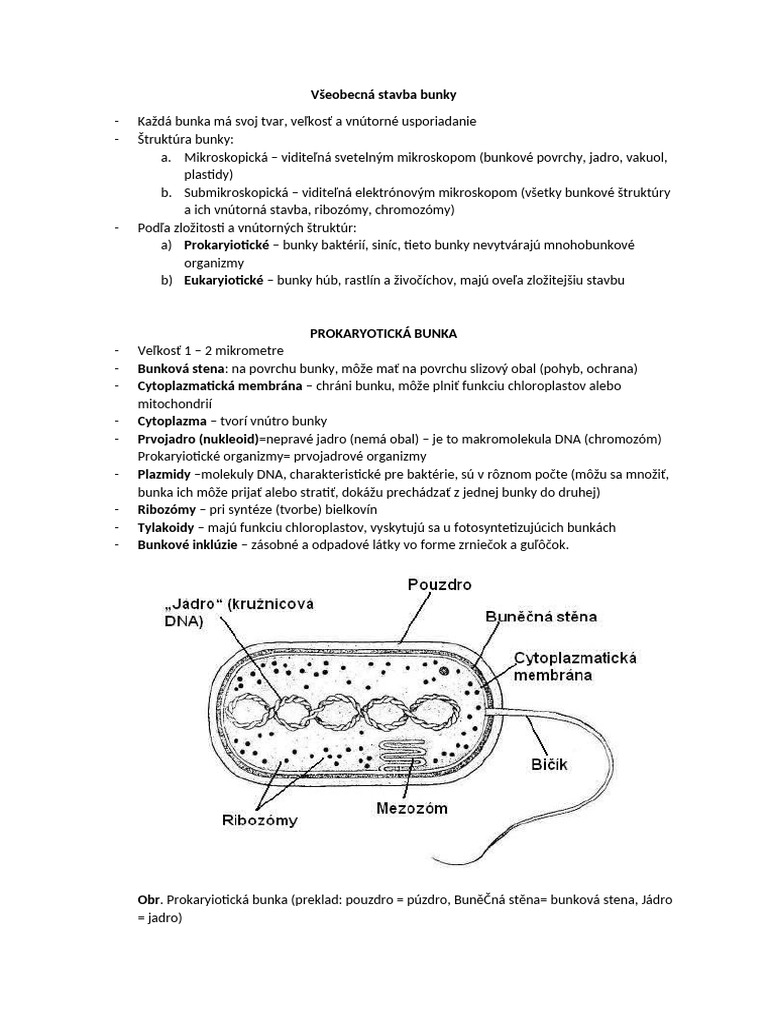 Všeobecná Stavba Bunky | PDF