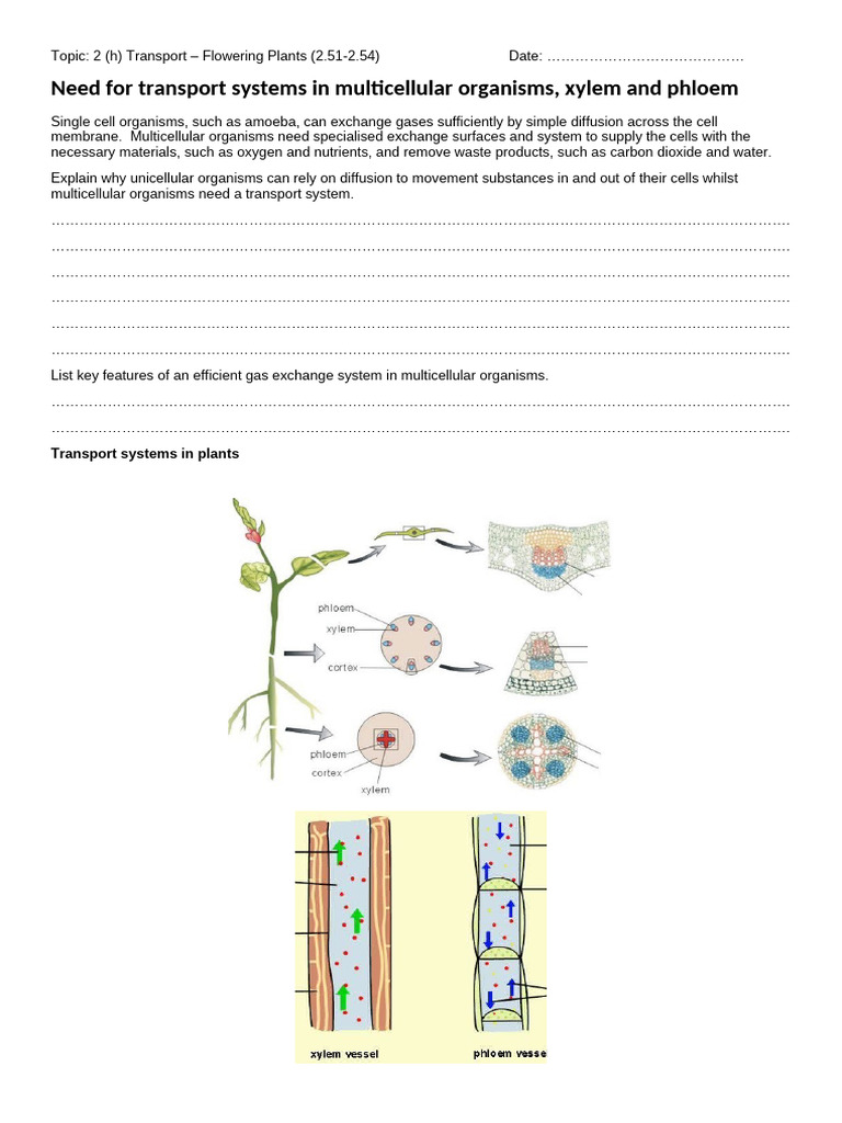 Plant Transport Systems Guide | PDF | Organisms | Branches Of Botany
