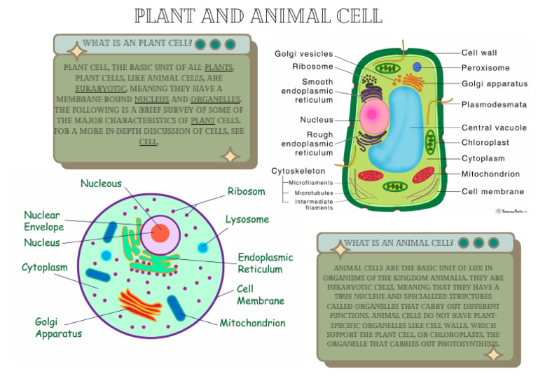 Plant vs Animal Cells Explained | PDF