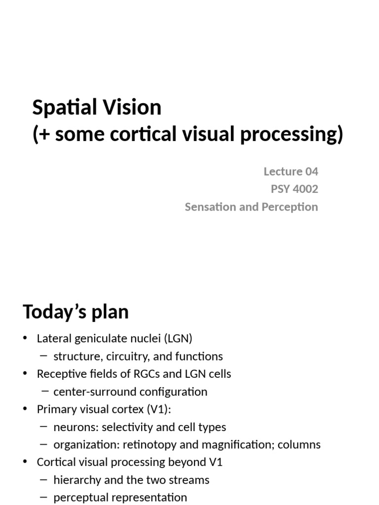 Lec 4 - Early Visual Processing | PDF | Visual Cortex | Visual System