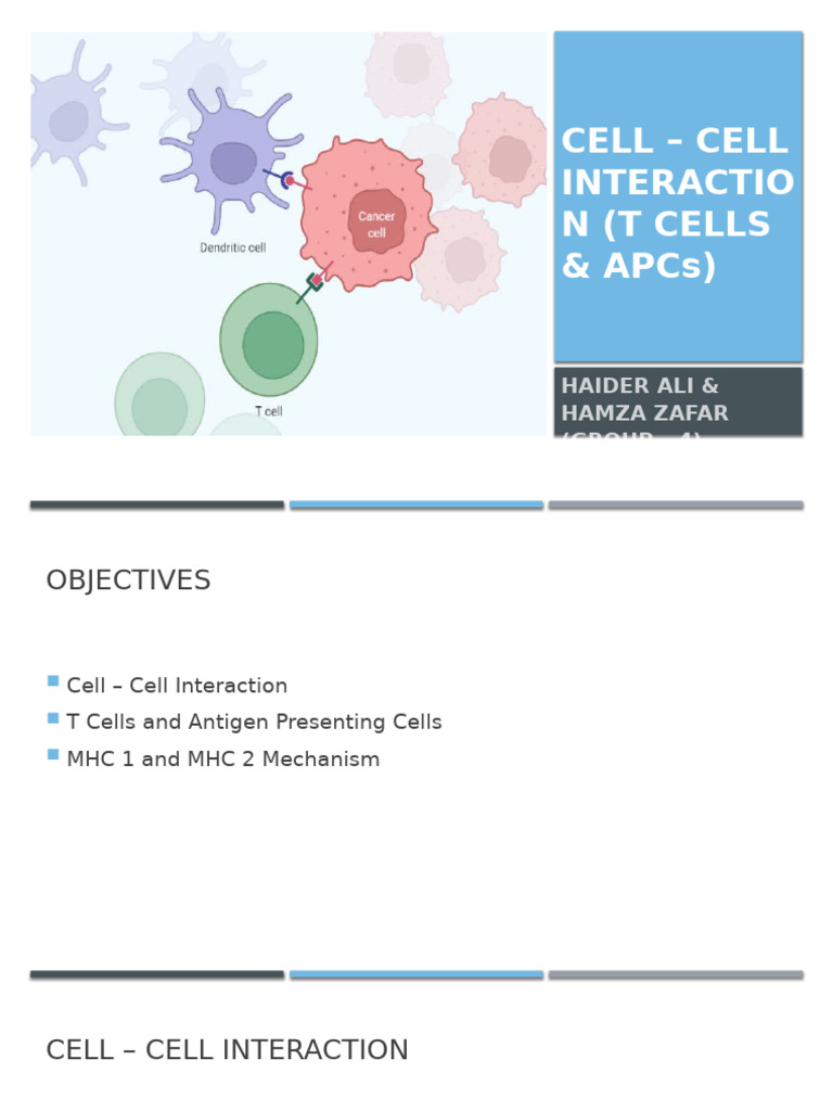 Presentation T Cell And Apcs Pdf Major Histocompatibility Complex