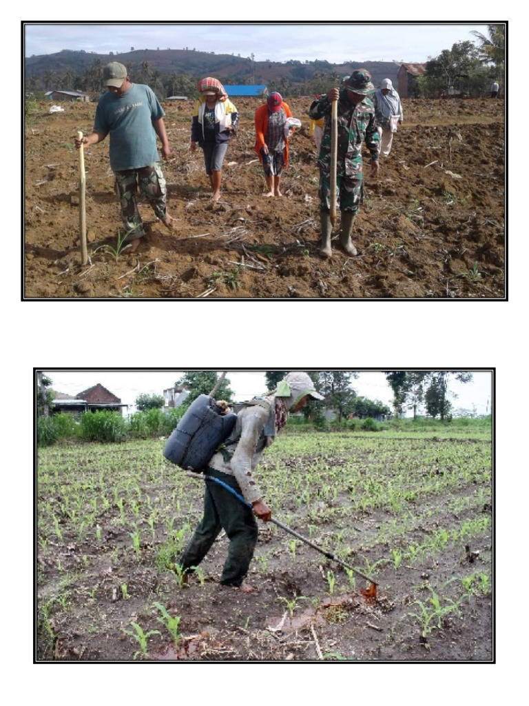 GAMBAR MENANAM JAGUNG | PDF