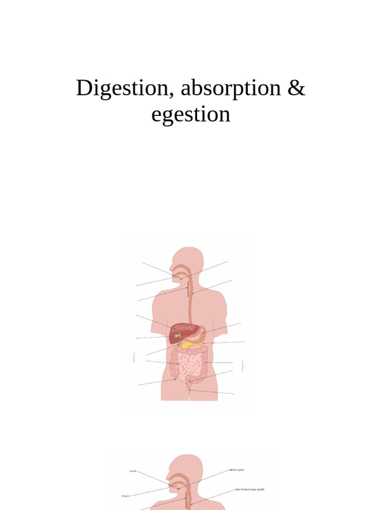 Food and Digestion (Digestion, Absorption, Egestion) | PDF | Digestion ...