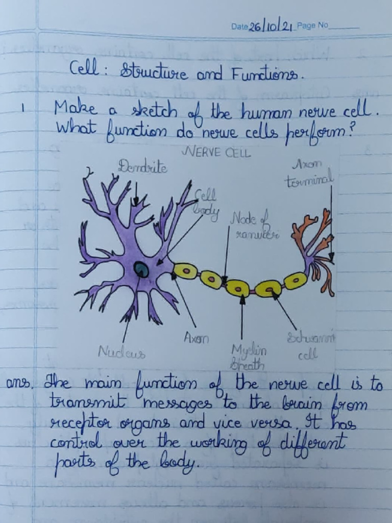 Overview of Cell Structure and Function | PDF