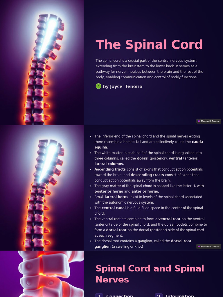 Overview of the Spinal Cord Functions | PDF | Spinal Cord | Motor Neuron