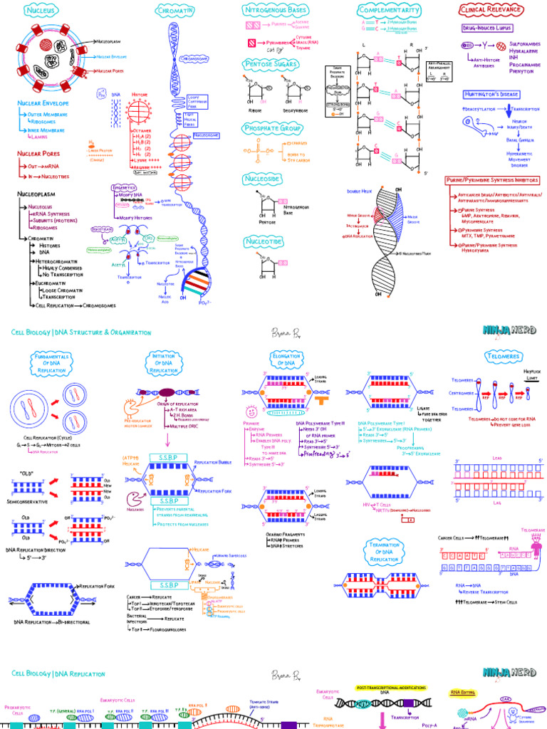 DNA Structure and Replication Overview | PDF | Dna Replication | Dna