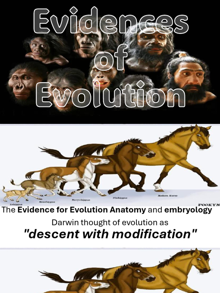 3.5 Evidences of Evolution | PDF | Evolution | Genetics