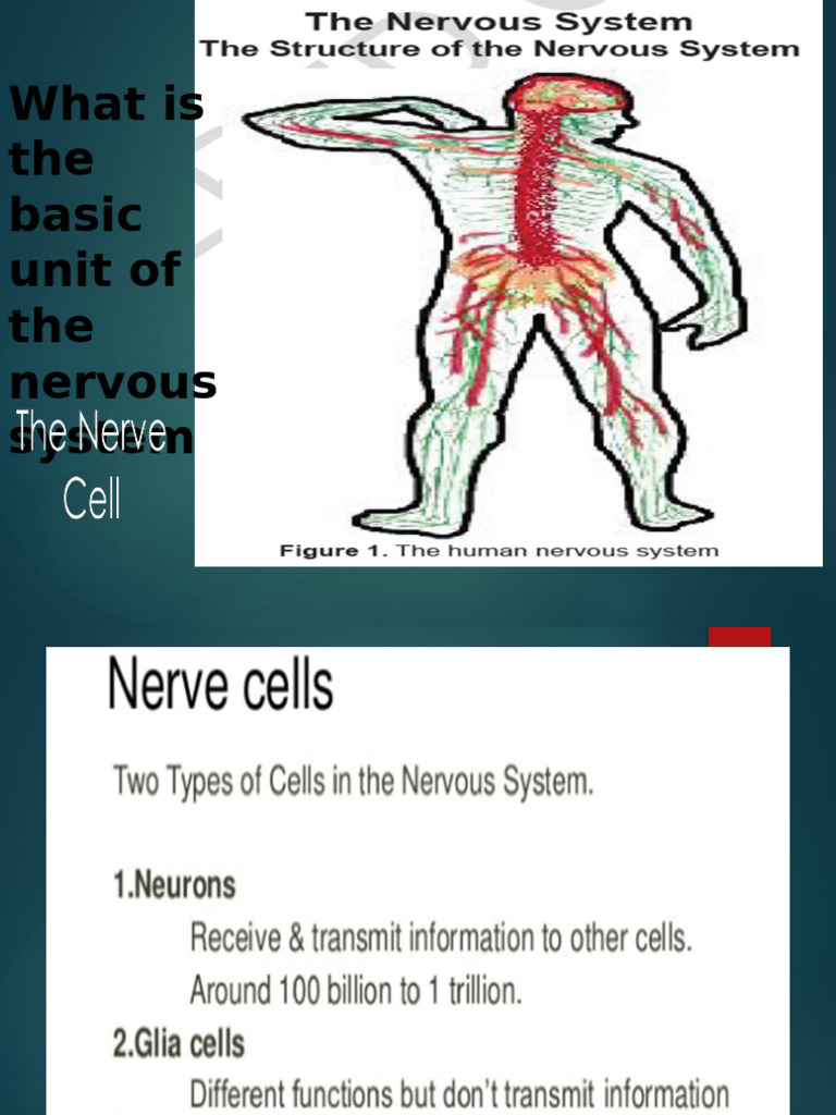 2 Reactions | PDF | Nerve | Nervous System