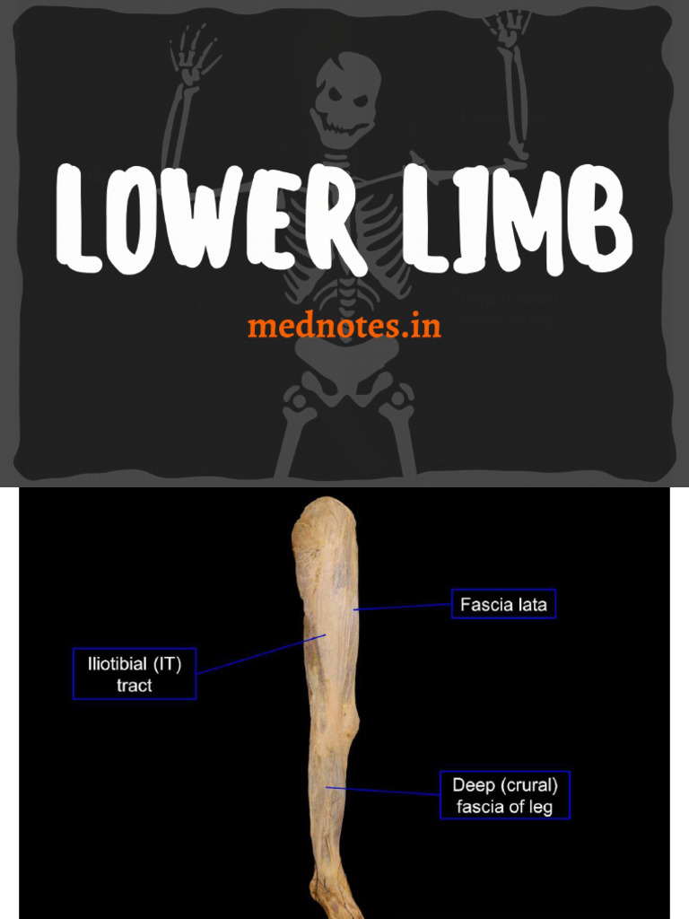 Lower Limb | PDF