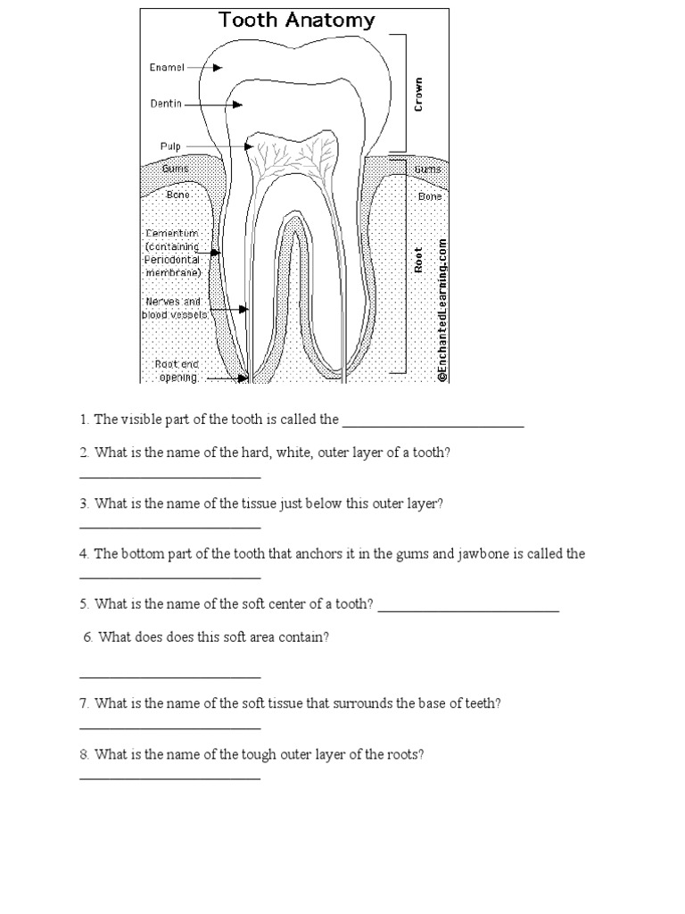 Tooth | PDF | Tooth | Human Tooth