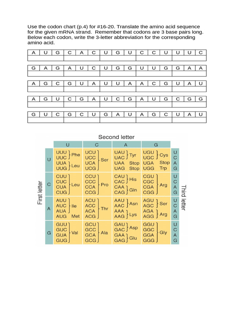 Use The Codon Chart | PDF