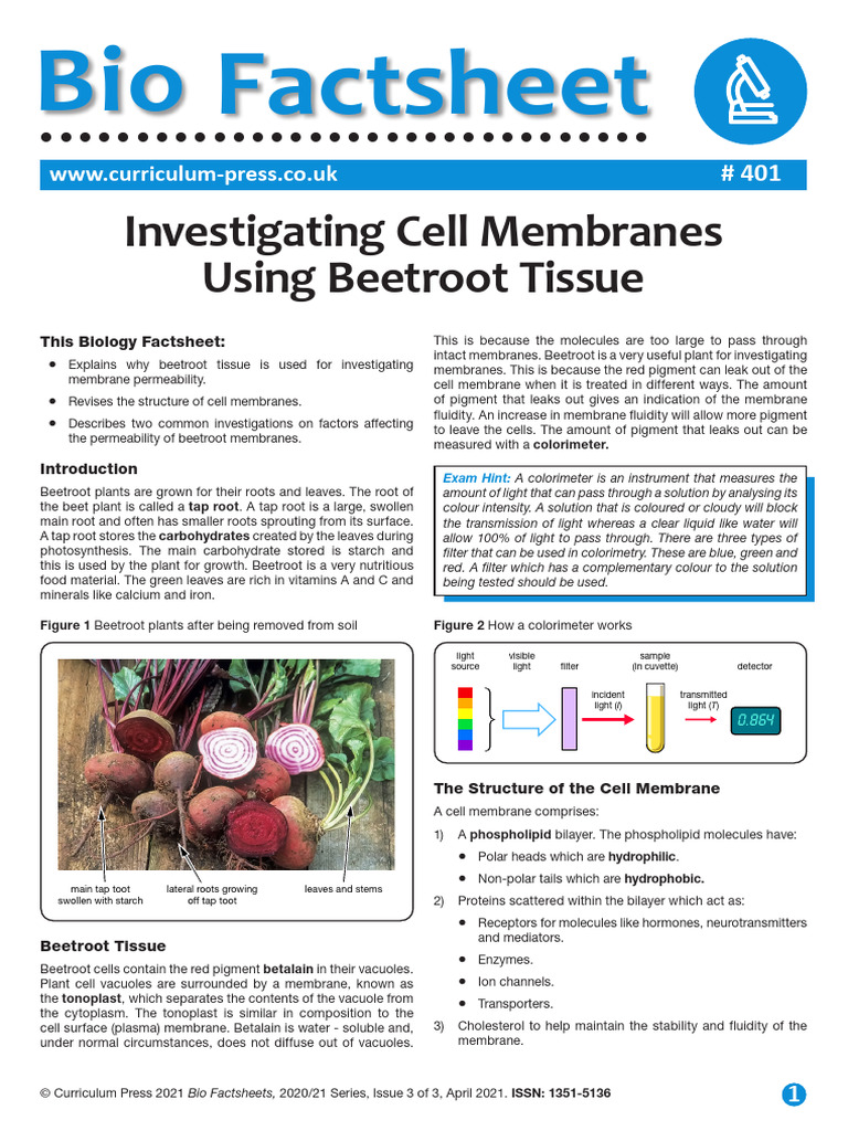 401 Investigating Cell Membranes Using Beetroot Tissue | PDF | Cell ...