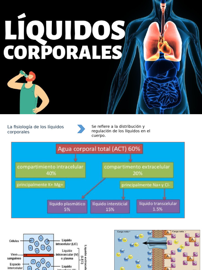 Transporte y Equilibrio de Líquidos Corporales | PDF | Agua | Bioquímica