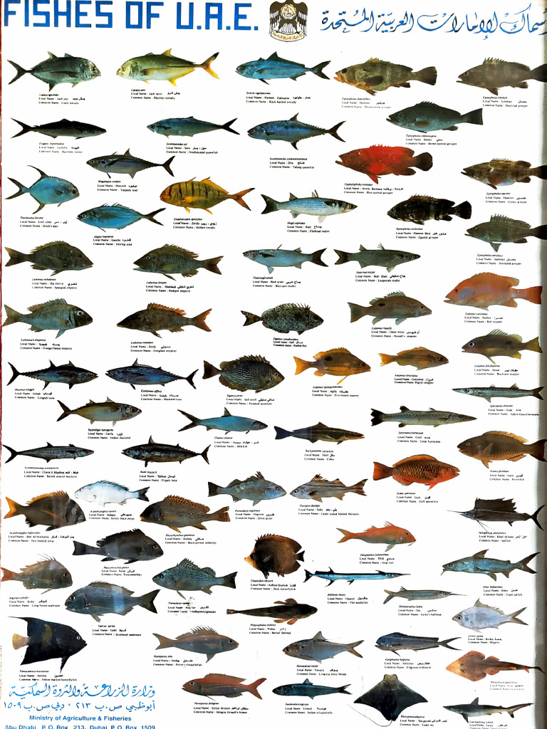Fish Species in the UAE and Philippines | PDF | Fish And Humans | Fish
