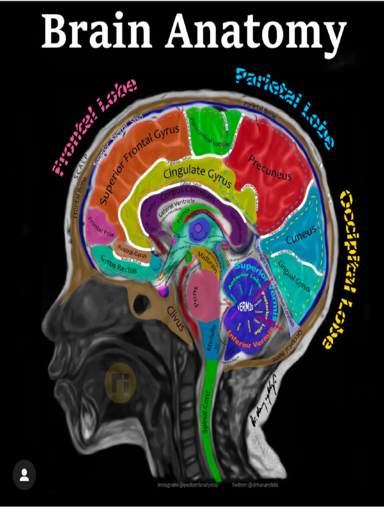 Área Motora DR DILVAN | PDF