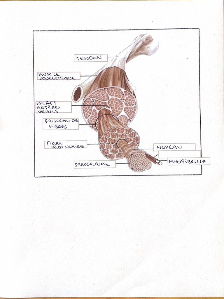 Muscle | PDF