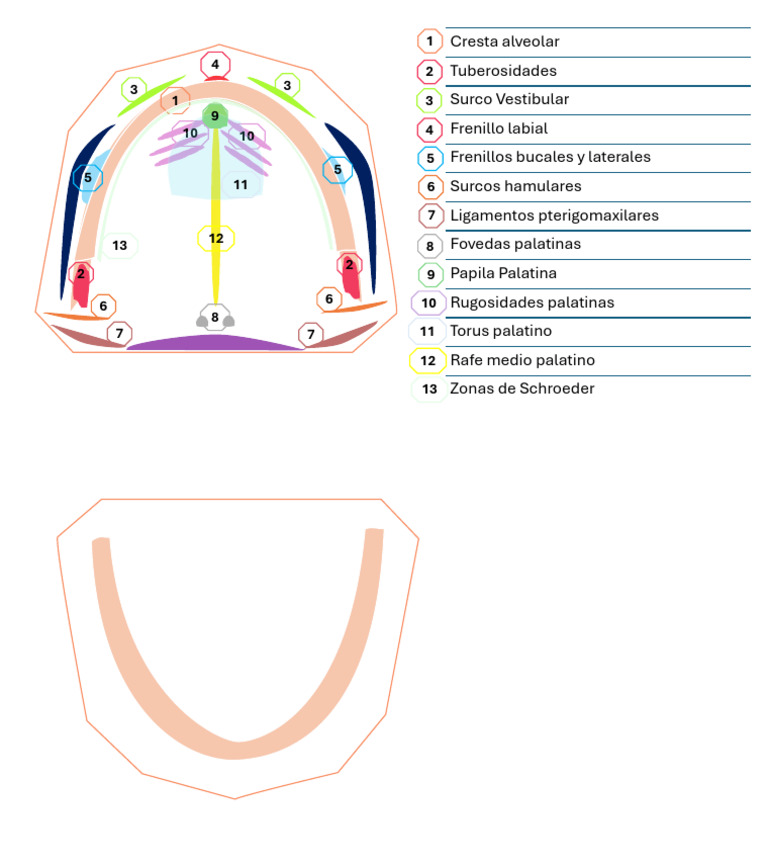 Partes arcada superior edentada | PDF