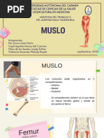 Músculos del Muslo: Origen, Inserción y Función | PDF | Anatomía humana ...