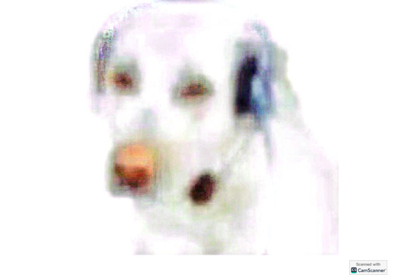 Dog Late | PDF
