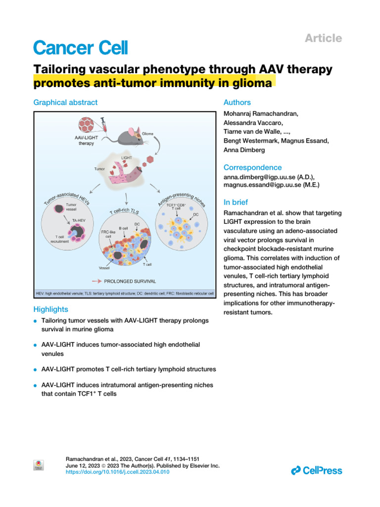Tailoring Vascular Phenotype Through AAV Therapy | PDF | T Cell ...