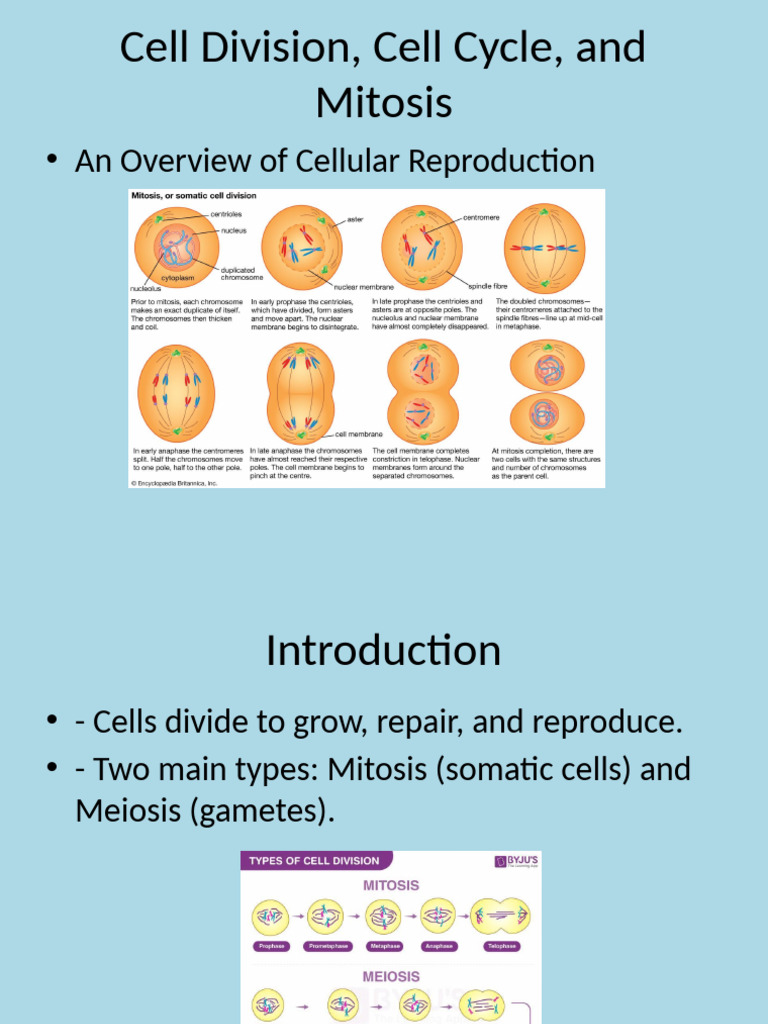 Understanding Mitosis and Cell Cycle | PDF