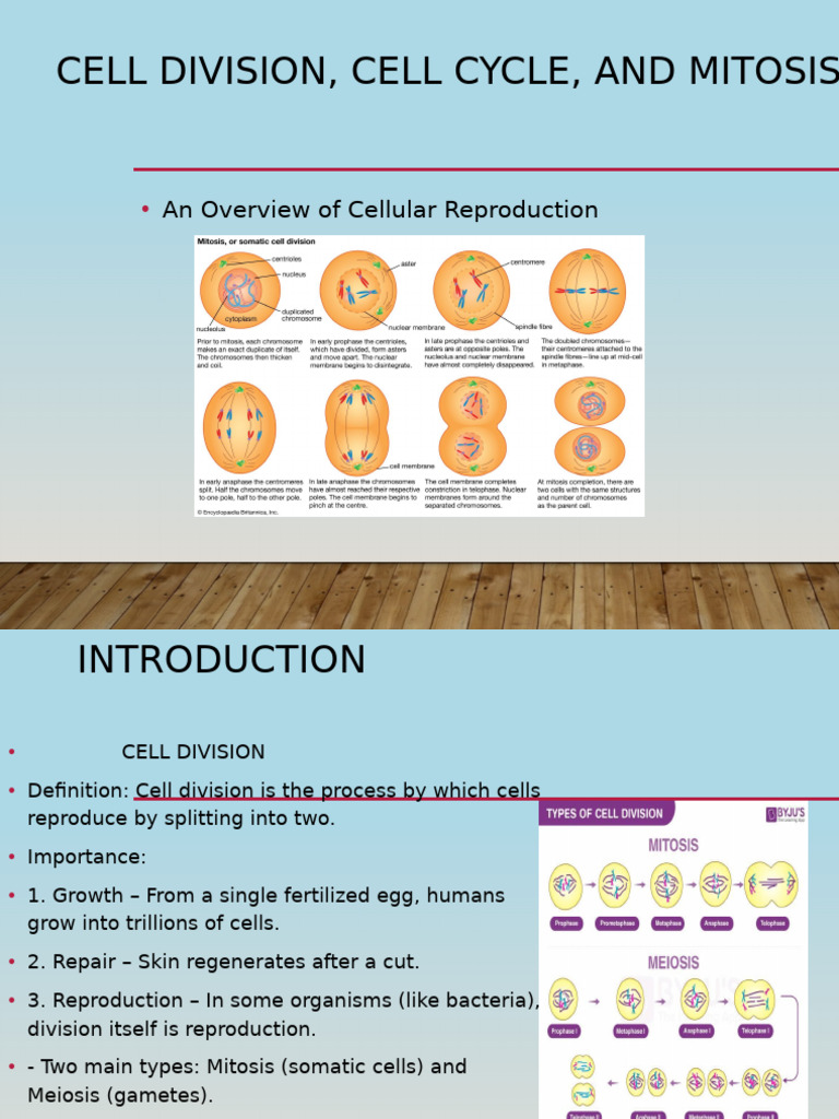 Understanding Cell Division and Mitosis | PDF