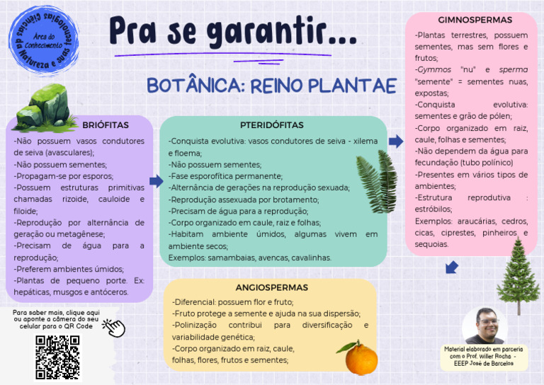 Tipos de Plantas: Briófitas e Pteridófitas | PDF | Flores | Semente