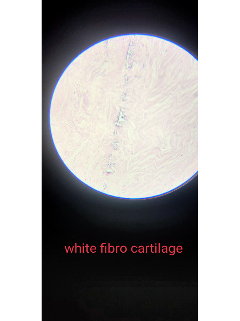 Histo All Slides | PDF