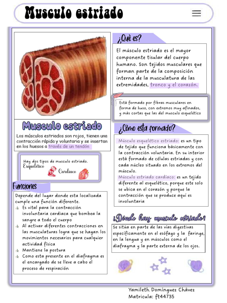 Infografia Musculo Estriado | PDF | Músculo | Músculo esquelético