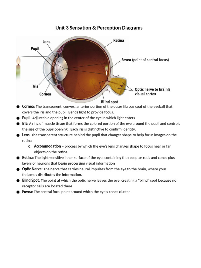 Senses: Eye and Ear Anatomy Diagrams | PDF | Ear | Auditory System