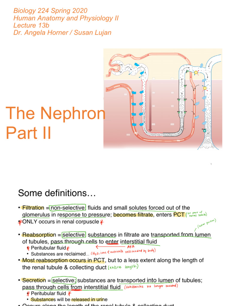 13b - Nephron II | PDF