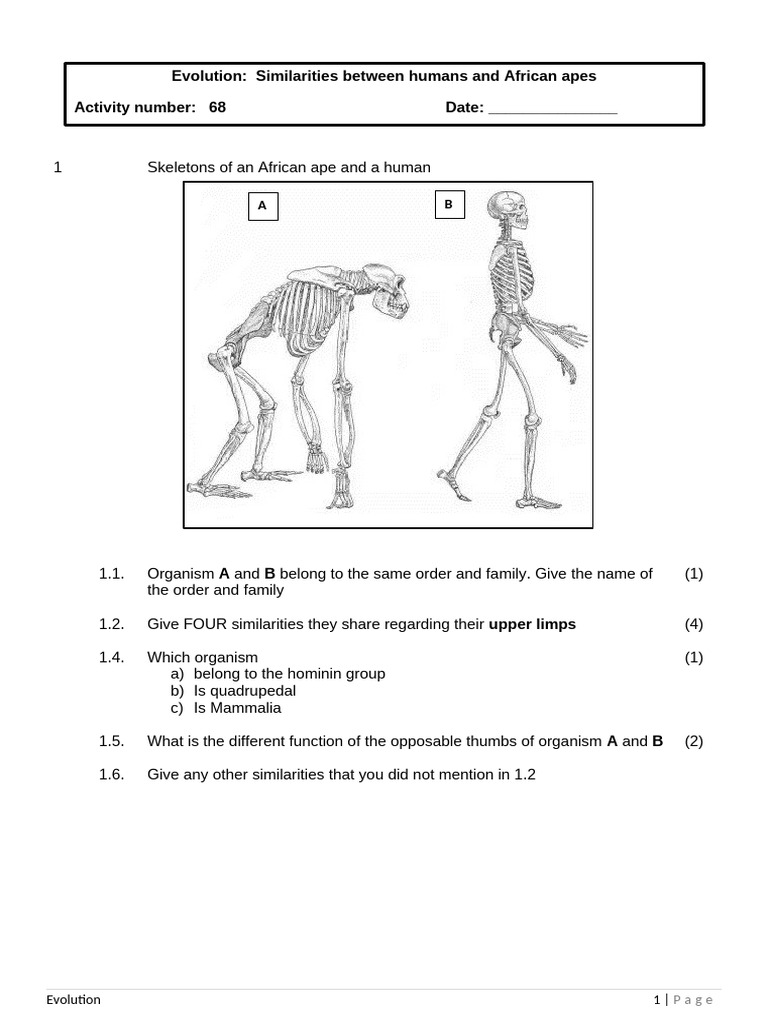Activity 68 Similaraties Between Humans and Africa Apes | PDF