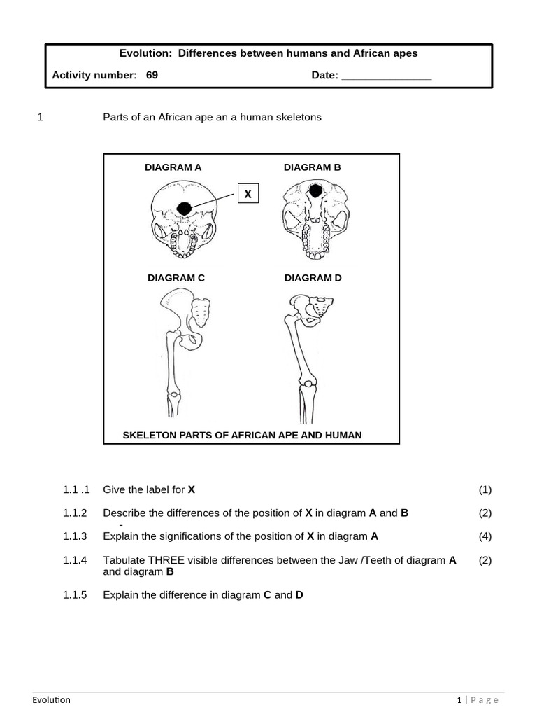 Activity 69 Differences Between Humans and Africa Apes | PDF