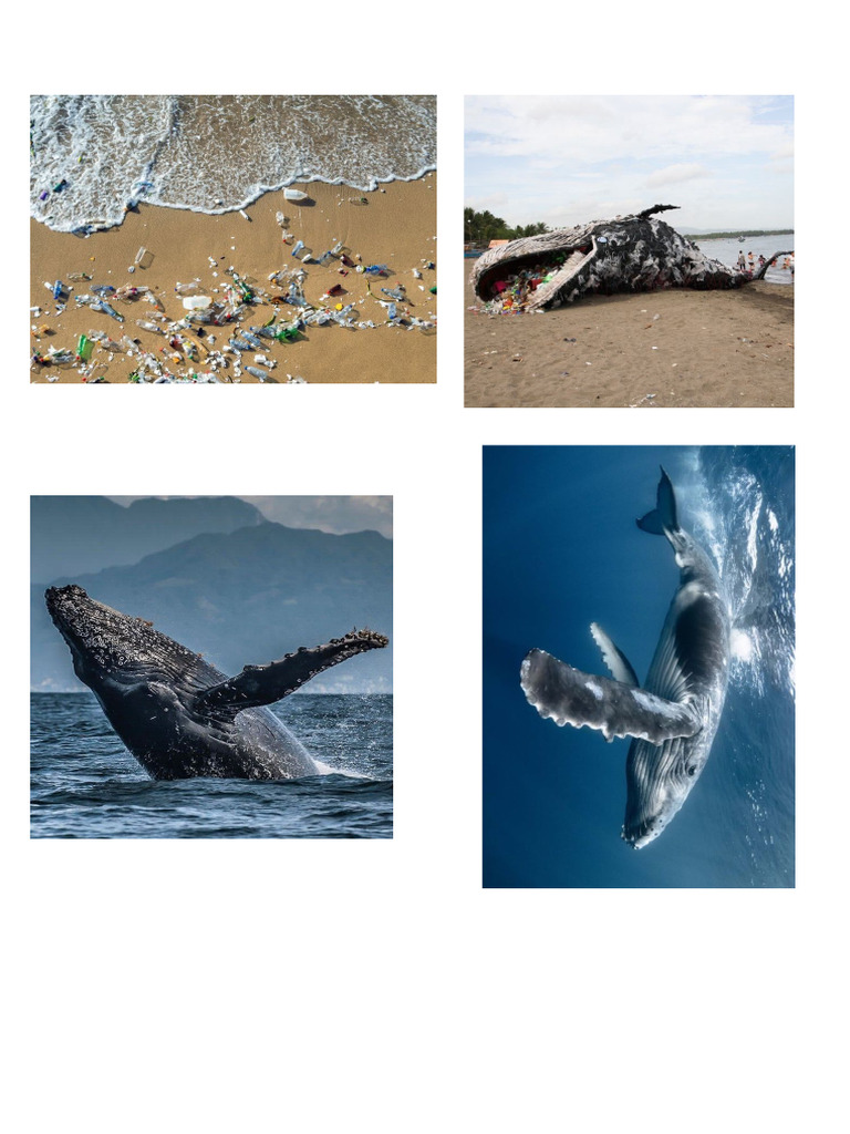 Documento (75) | PDF