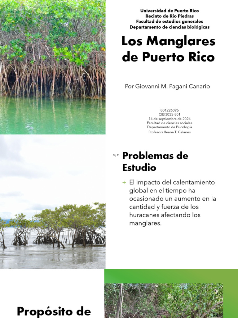 Los Manglares de Puerto Rico | PDF | Mangle | Ciclones tropicales