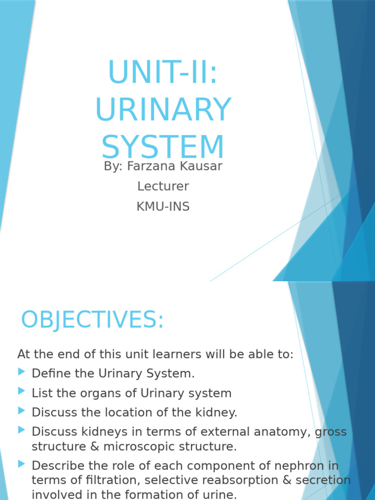 2 Urinary System | PDF | Kidney | Urinary System