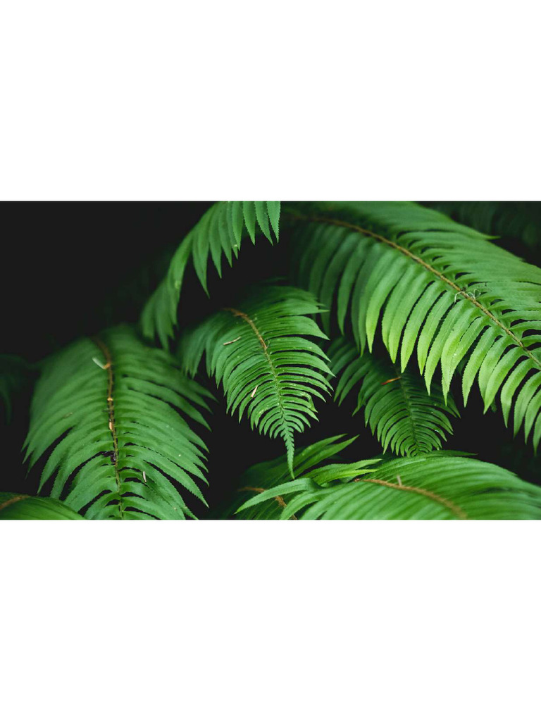 Spencer Moore 2 | PDF