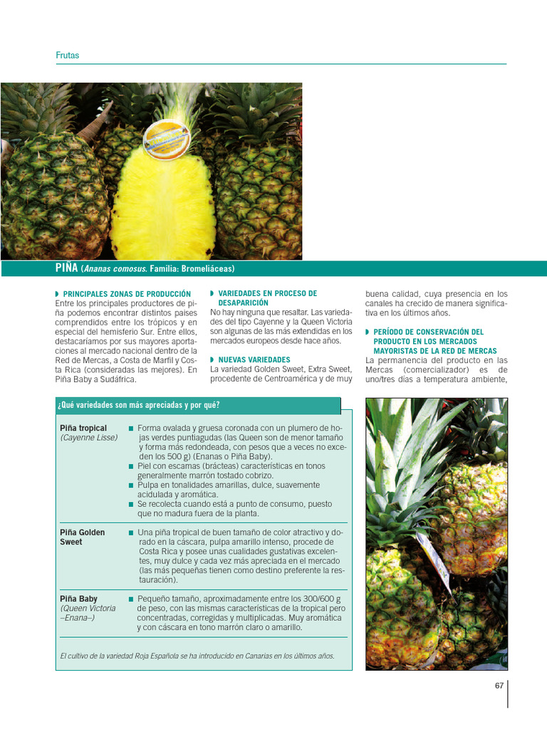 Variedades y Producción de Piña | PDF | Piña