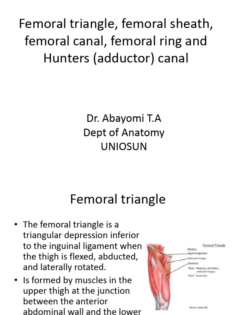 Femoral Triangle, Hunters (Adductor) Canal | PDF | Human Leg | Lower ...