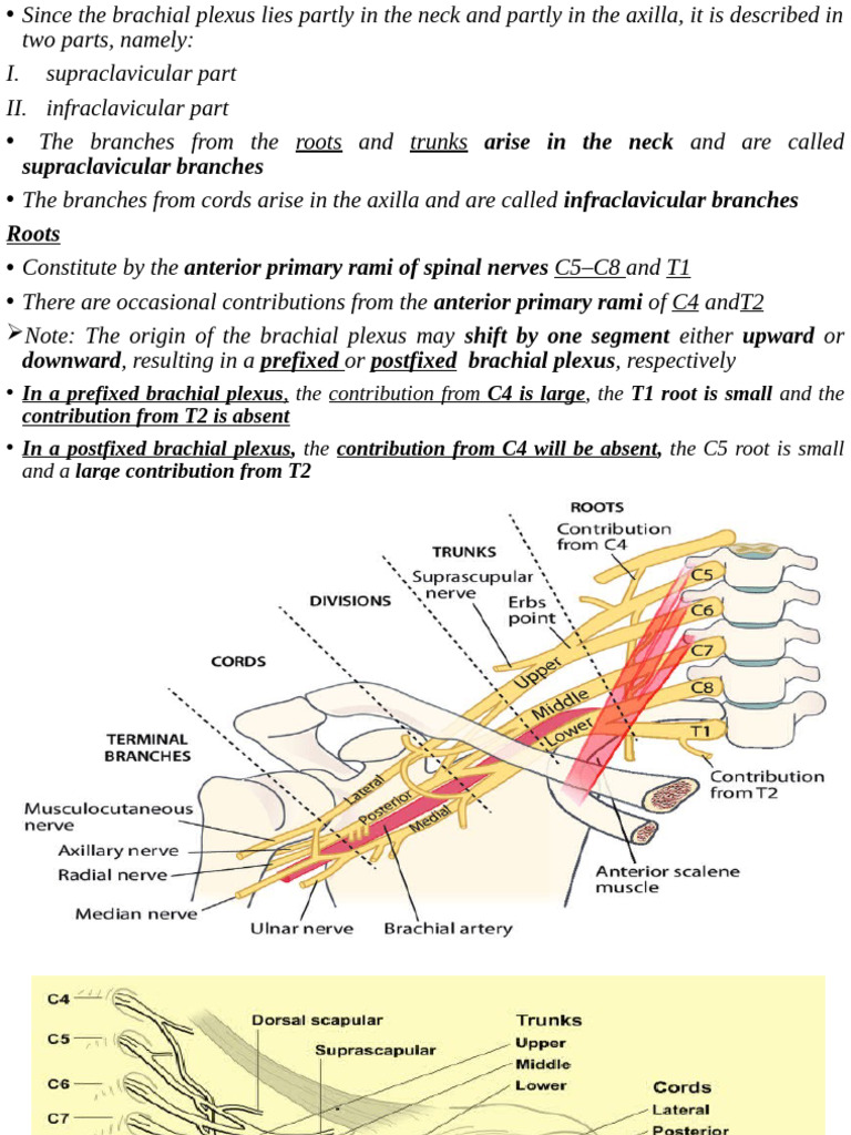 Brachial Plexus Continued and Innervation To The Upperlimbs-1 | PDF ...