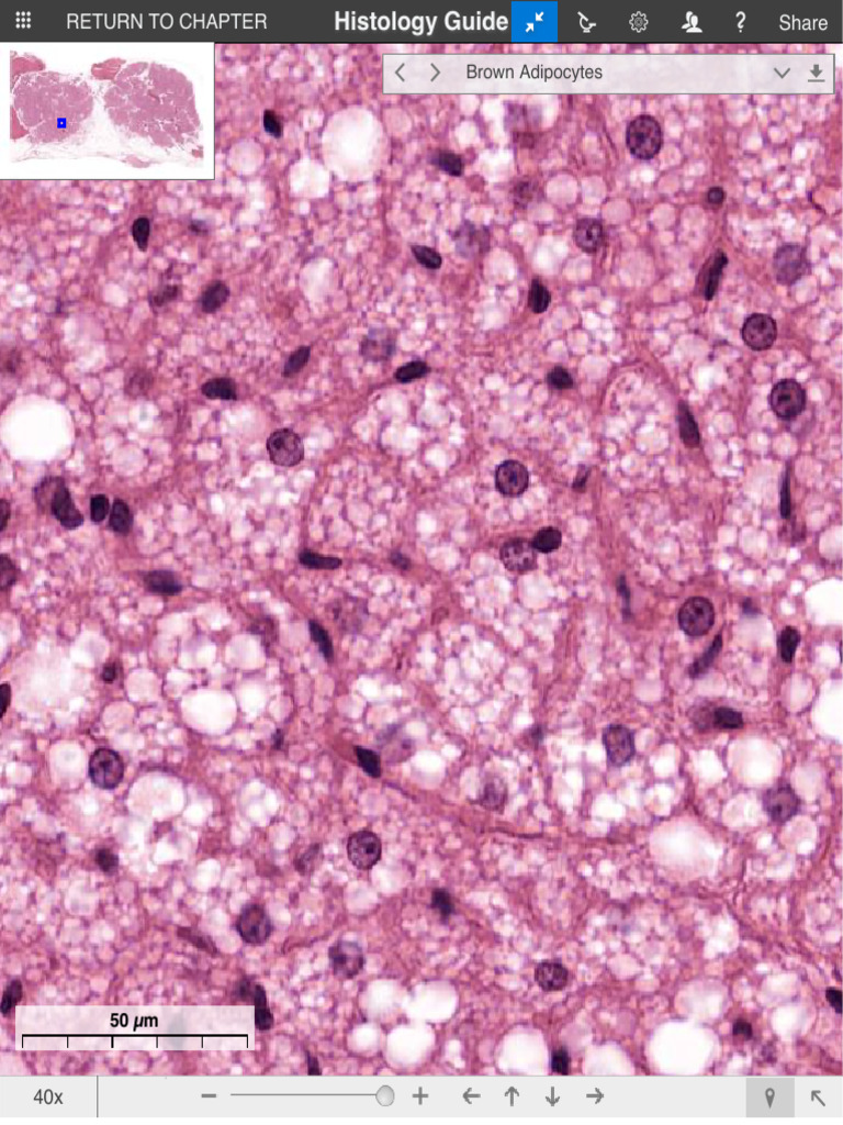 Brown Adipose Tissue Connective Tissue | PDF