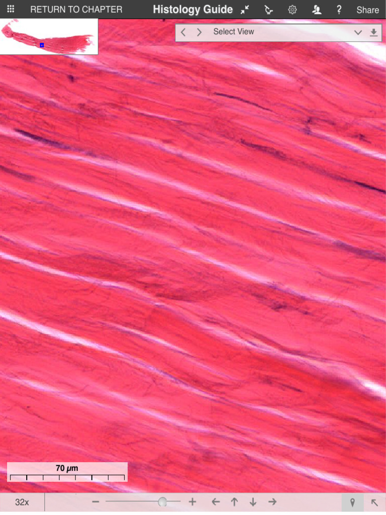 Dense Regular Connective Tissue Connective Tissue | PDF