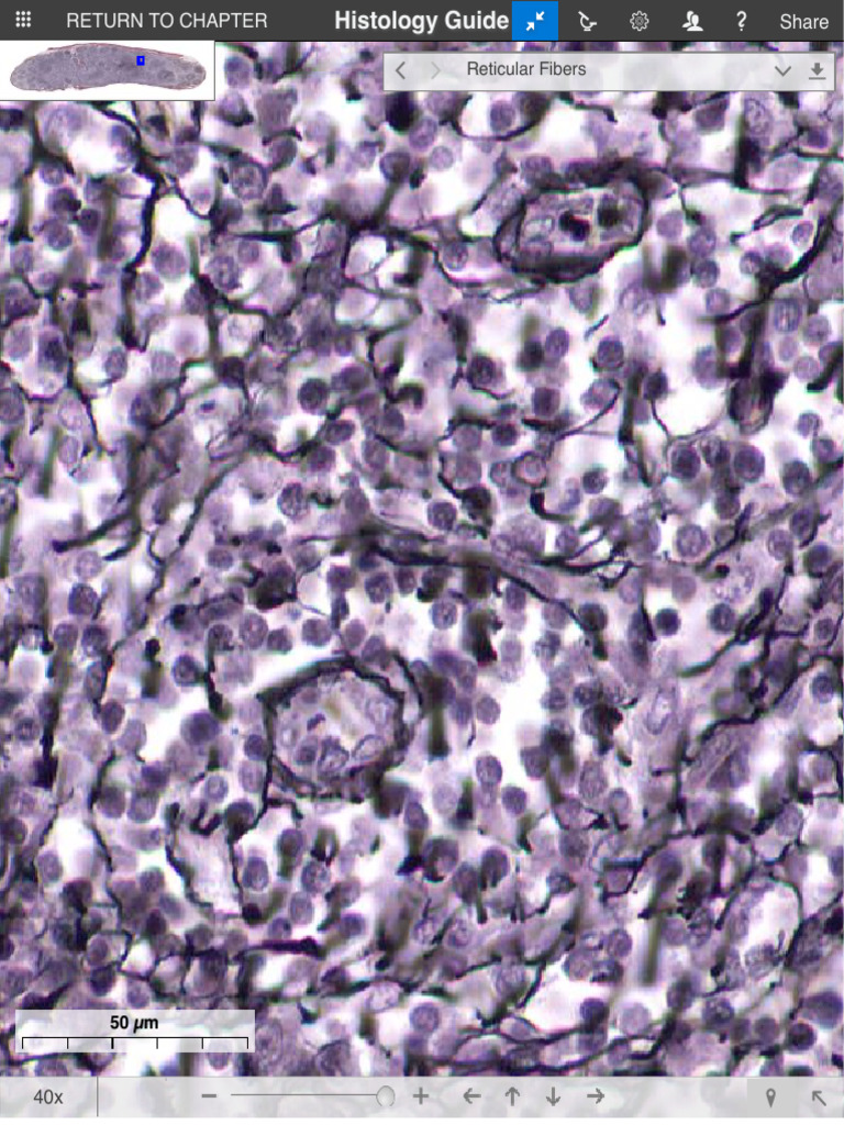 Reticular Fibers Connective Tissue | PDF