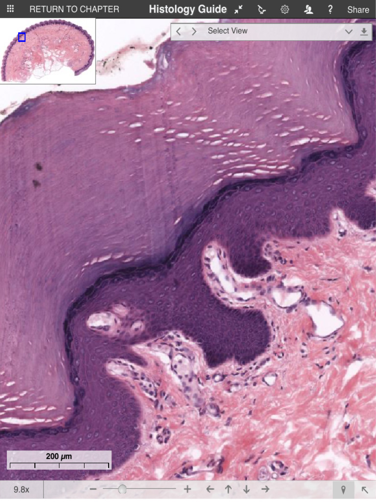 Histology Guide Overview and Techniques | PDF