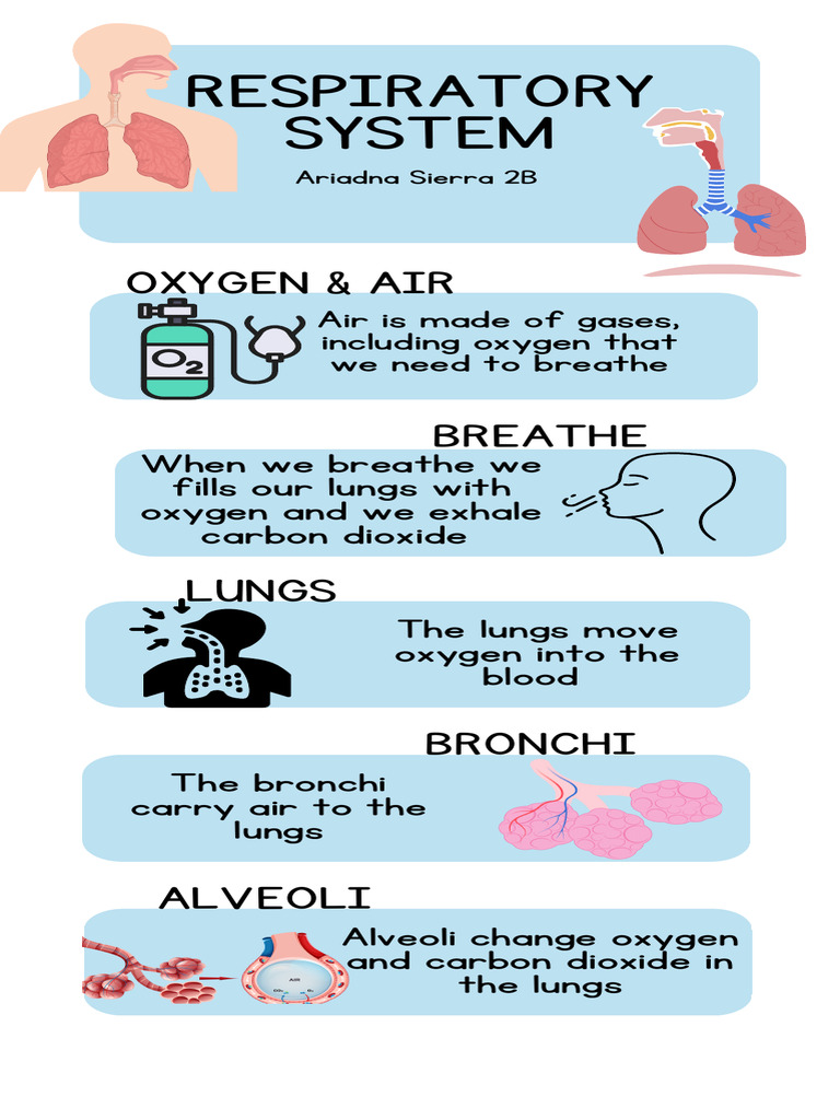 Respiratory System | PDF