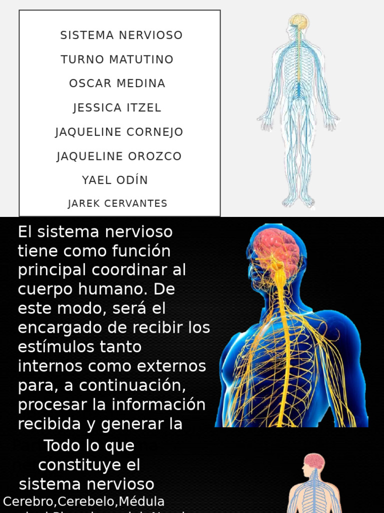 Presentacion Sistema Nervioso | PDF